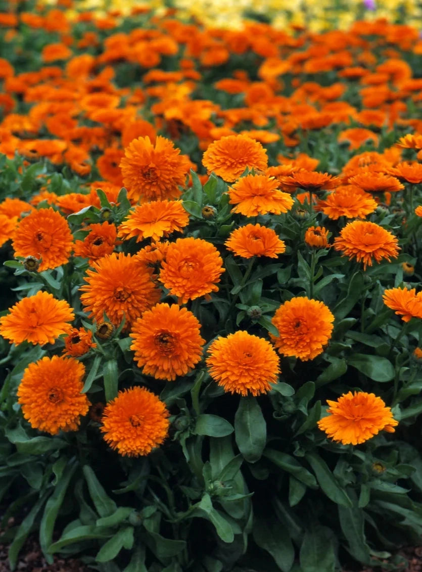 Alpha Calendula - Organic – Grateful Harvest Seed Company
