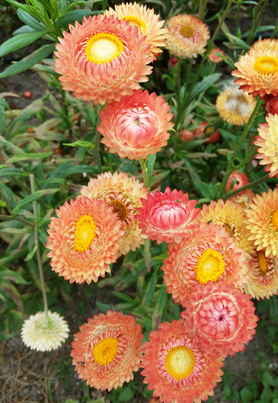 Apricot/Peach Mix Strawflower - Organic – Grateful Harvest Seed Company