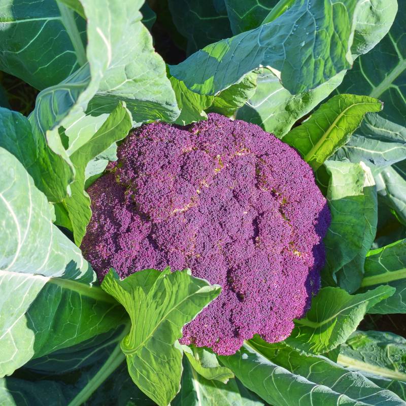 Di Sicilia Violetto Cauliflower – Grateful Harvest Seed Company