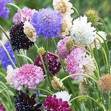 Pincushion Formula Mix Scabiosa – Grateful Harvest Seed Company