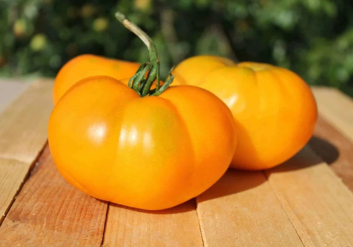 Kellogg's Breakfast Tomato Seeds - Giant Orange Heirloom – Grateful ...