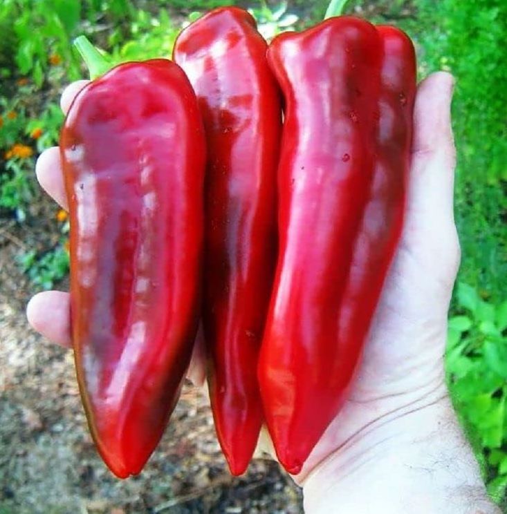 Marconi Red Pepper – Grateful Harvest Seed Company