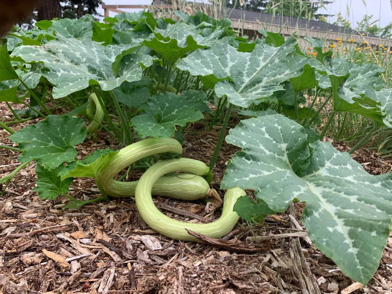 Tromboncino Zucchini Rampicante Squash – Grateful Harvest Seed Company