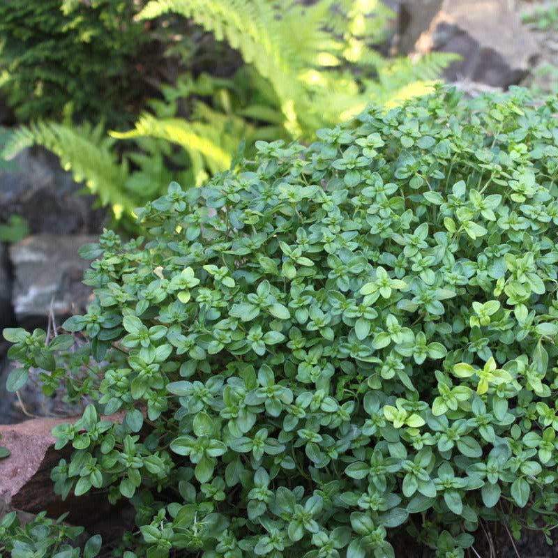 Creeping Thyme – Grateful Harvest Seed Company