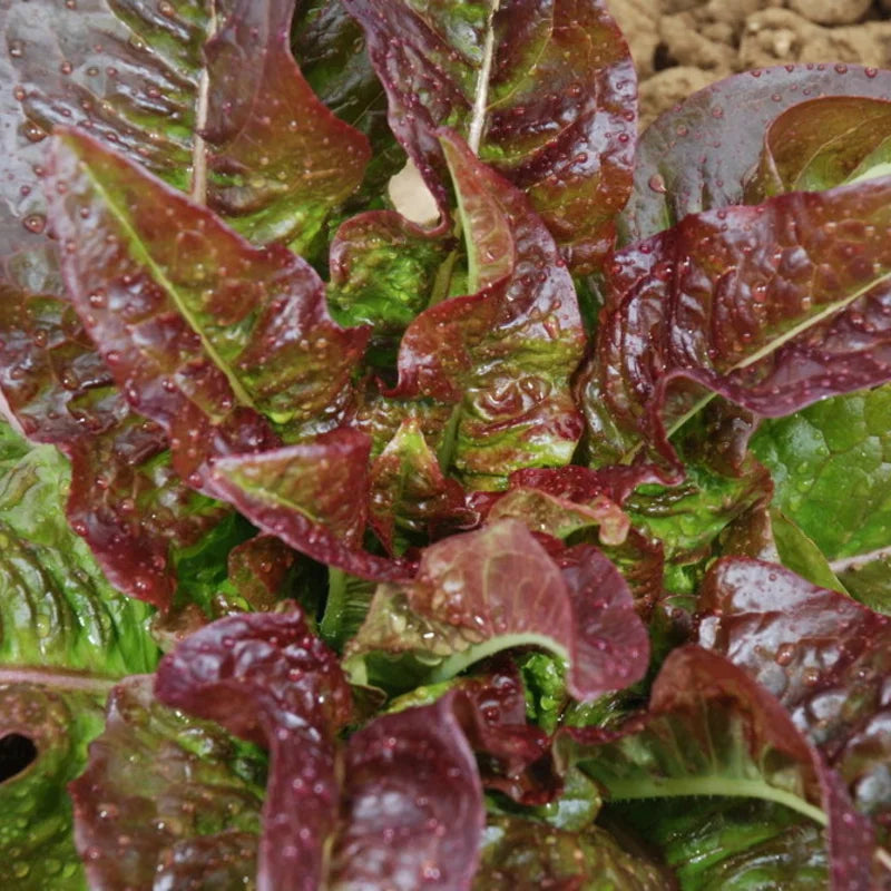 Les Orielles Du Diable Lettuce- Organic – Grateful Harvest Seed Company