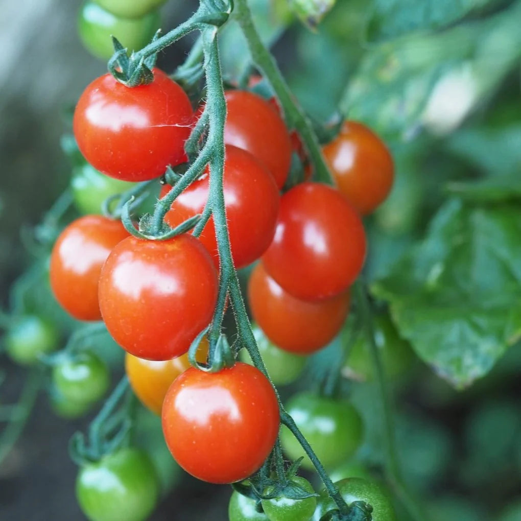 Gardener's Delight Tomato – Grateful Harvest Seed Company