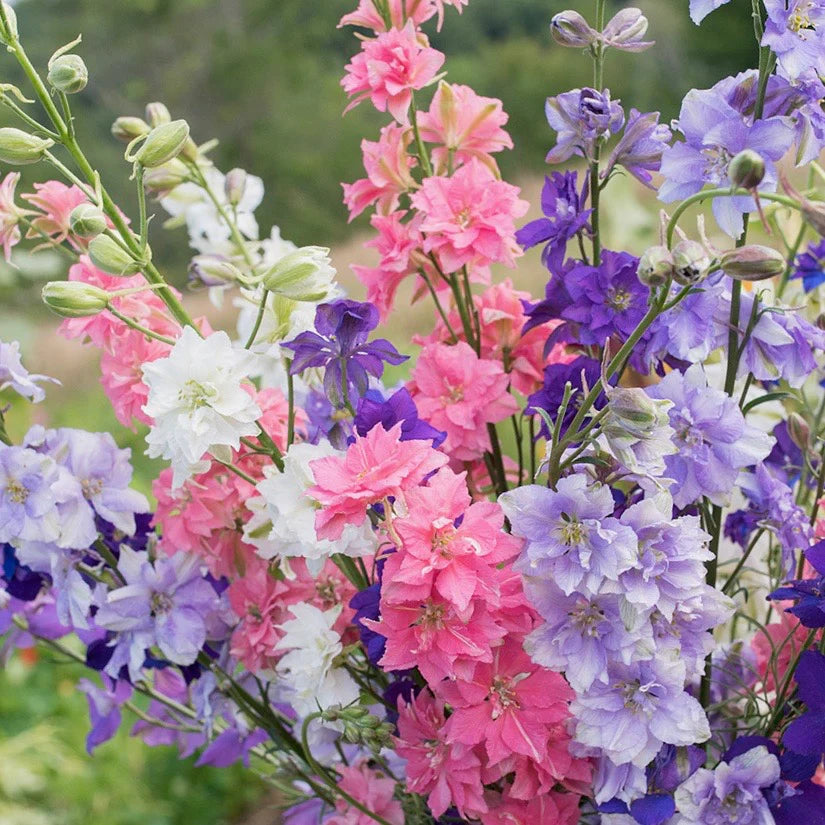 Giant Imperial Mix Larkspur – Grateful Harvest Seed Company