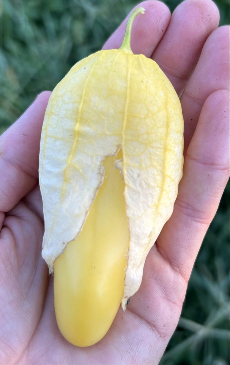 Queen of Malinalco Tomatillo – Grateful Harvest Seed Company