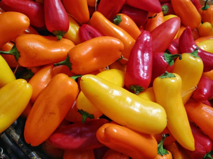 Santa Fe Grande Pepper – Grateful Harvest Seed Company