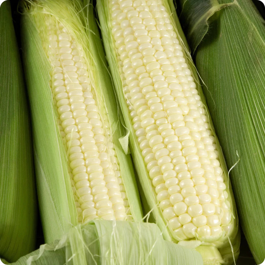 Stowell's Evergreen Sweet Corn – Grateful Harvest Seed Company