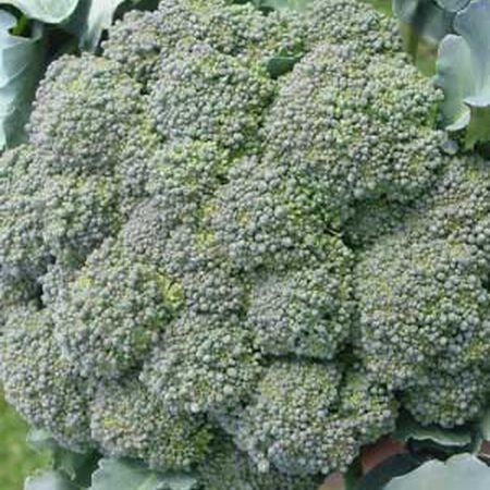 Waltham 29 Broccoli - Organic – Grateful Harvest Seed Company
