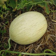 Branco Do Ribatejo Melon – Grateful Harvest Seed Company