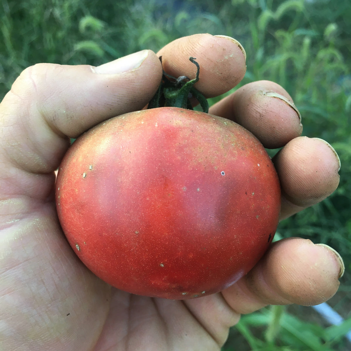 Ruby's Surprise Tomato – Grateful Harvest Seed Company