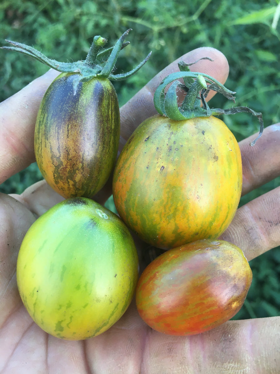 Brad's Atomic Grape Tomato – Grateful Harvest Seed Company