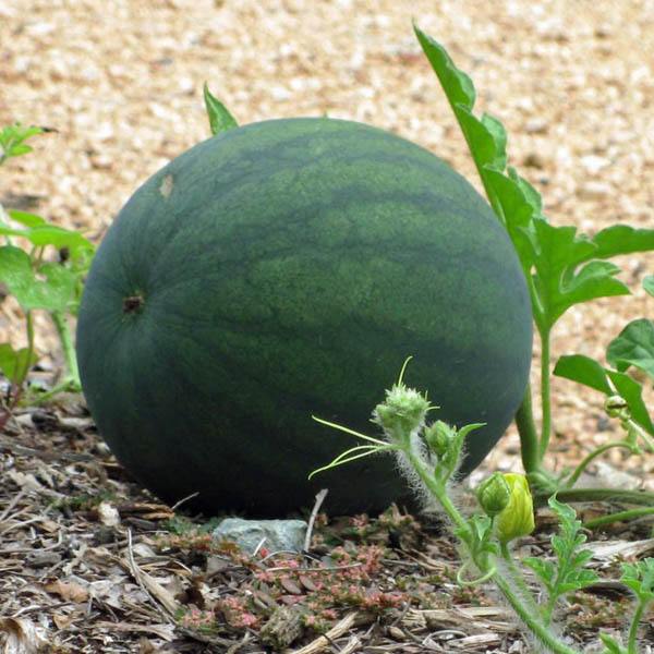 Bush Sugar Baby Watermelon - Organic – Grateful Harvest Seed Company
