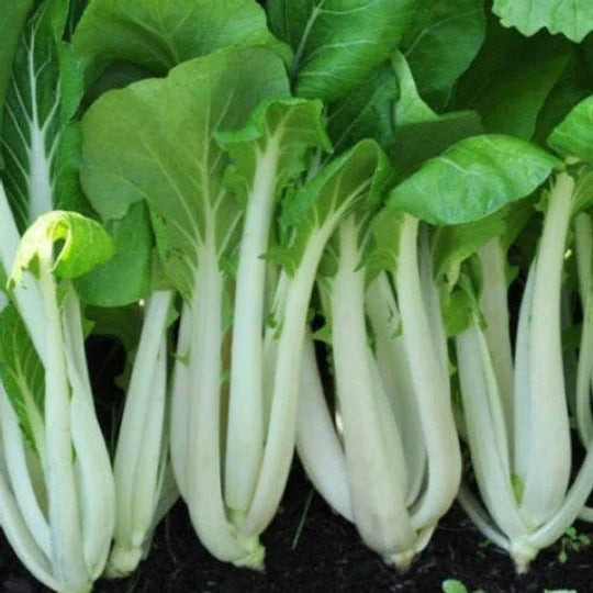 White Stem Pak Choi Chinese Cabbage - Organic – Grateful Harvest Seed ...